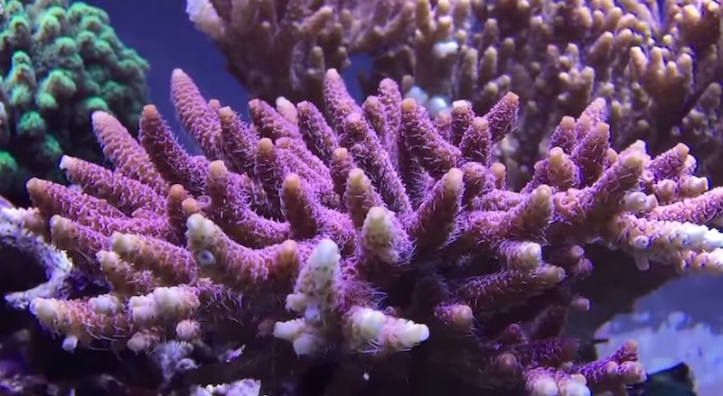 Japanese coral video is in “supernatural” high definition | Reef ...