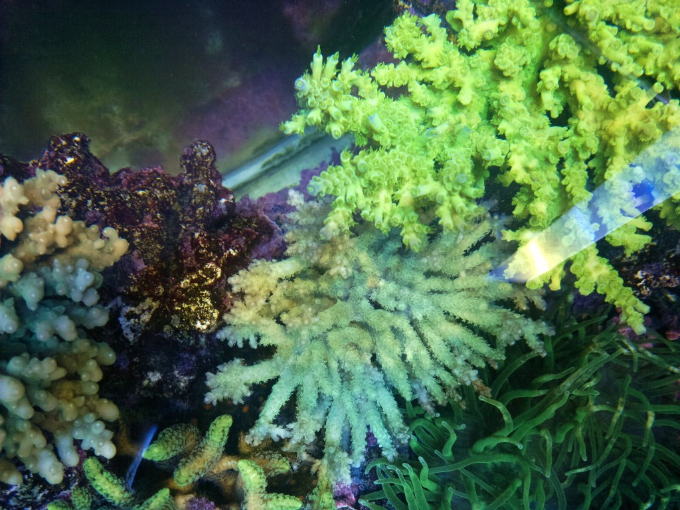 Reef aquarium from New Zealand is ‘top down’ picturesque | Reef ...