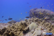 Get to know the leather corals: Sarcophyton, Lobophytum and Sinularia ...