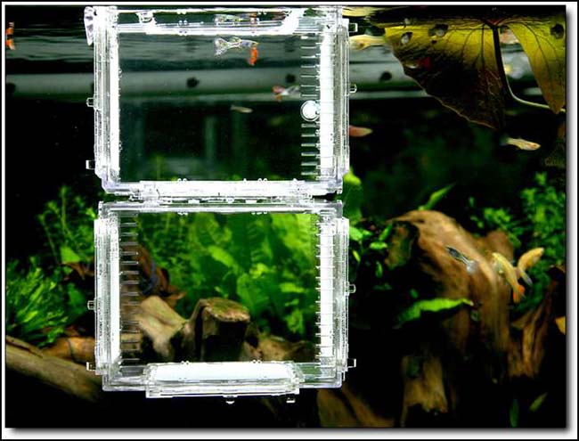 Metacube is a modular way to separate or introduce fish | Reef Builders ...
