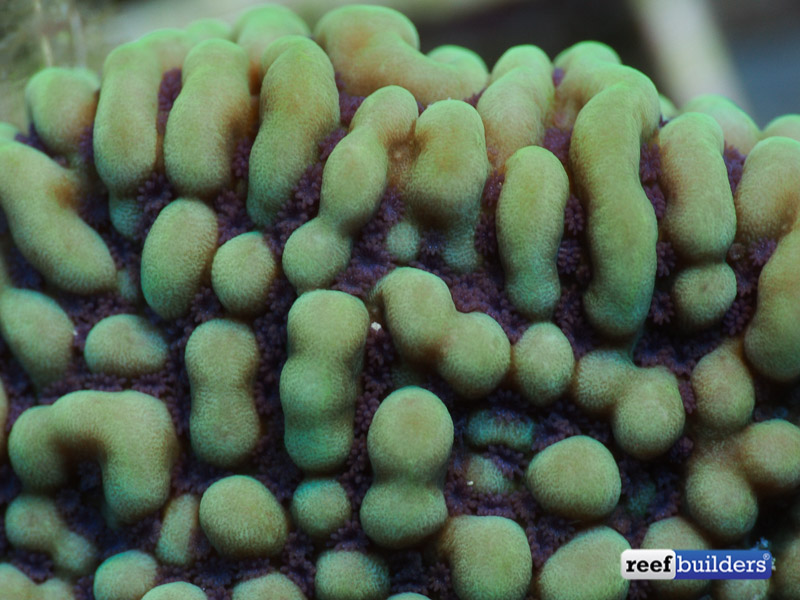 An intimate look at the amazing Montipora | Reef Builders | The Reef ...