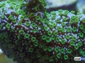An intimate look at the amazing Montipora | Reef Builders | The Reef ...