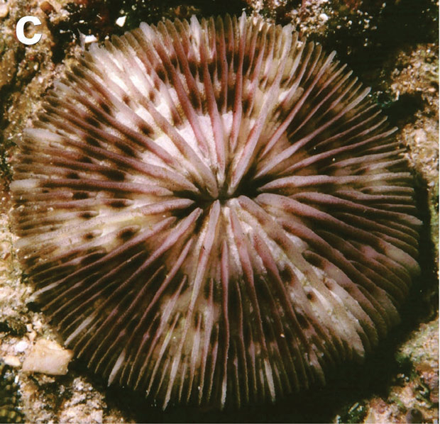 Cycloseris boschmai is the smallest free living disc coral to date ...
