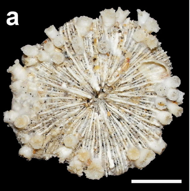 Cycloseris boschmai is the smallest free living disc coral to date ...