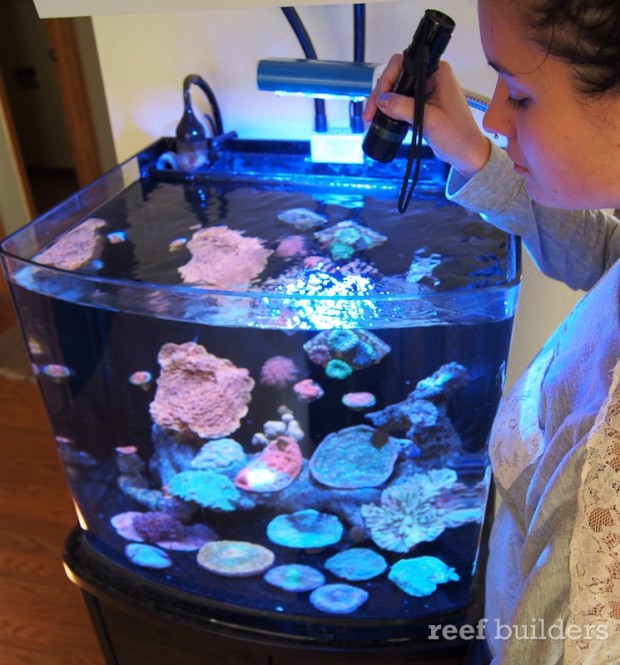 Orphek’s Azurelite is an indispensable reef aquarium tool | Reef ...