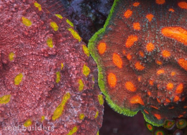 Corals touching in aquariums is not the end of the world | Reef ...