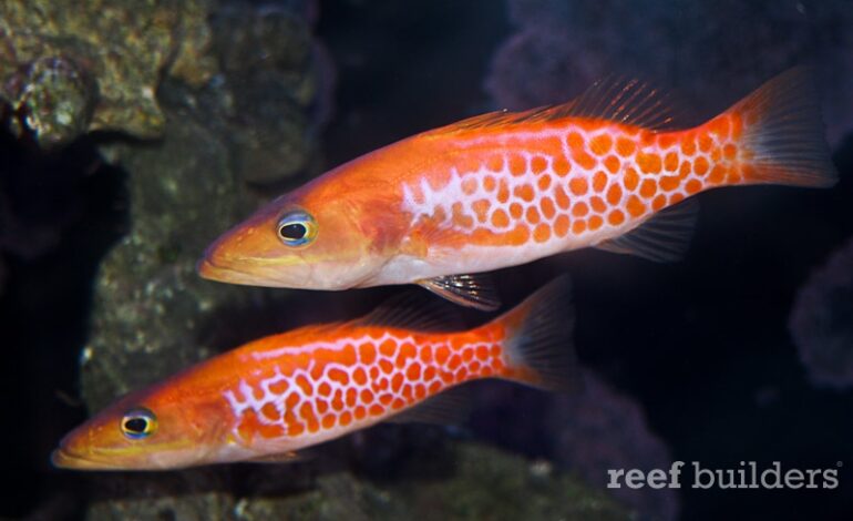 Dr. Seuss Fish are better in pairs | Reef Builders | The Reef and ...