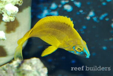 The Golden Hamlet is one of the crown jewels of Caribbean reef fish ...