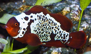First generation lightning maroon clownfish are developing into ...