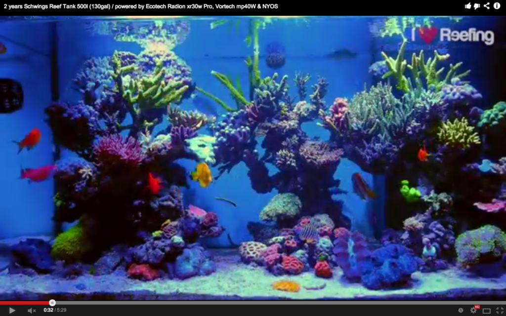 The two year progress video of Schwing’s Reef | Reef Builders | The ...
