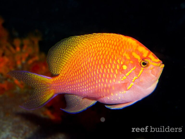 Big Bertha, the Queen of the Sunburst Anthias | Reef Builders | The ...