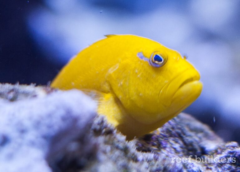 Observations on the yellow hawkfish, Paracirrhites xanthus | Reef ...