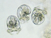 New sea slug discovered off California coast | Reef Builders | The Reef ...