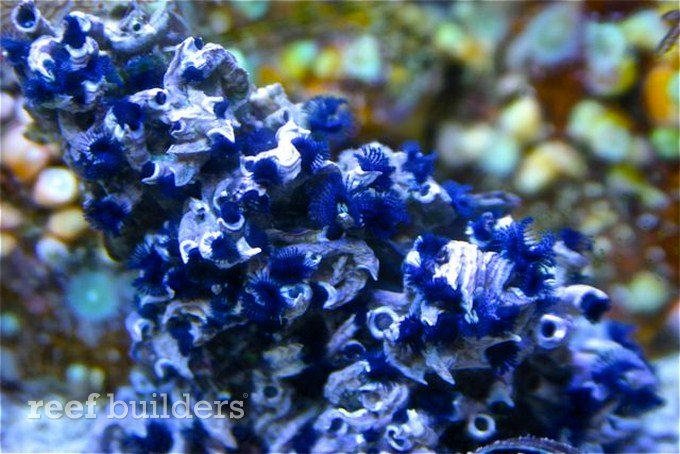 200 Gallon Cold Water Reef from New Zealand is a Beauty | Reef Builders ...