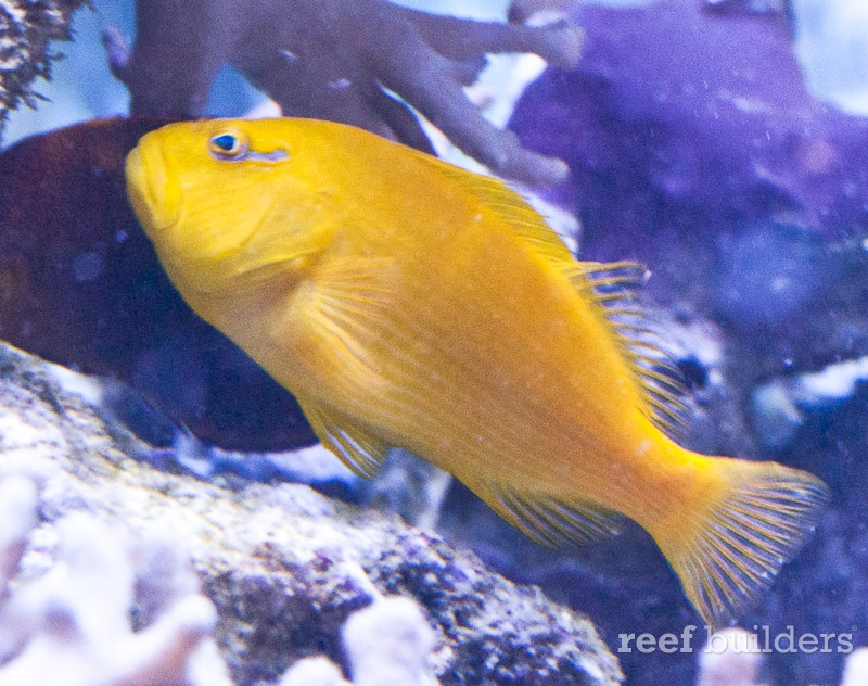 Observations on the yellow hawkfish, Paracirrhites xanthus | Reef ...