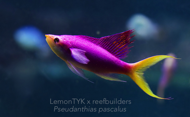 Awesome Fish Spotlight: Who took a tuka and made it pascalus? | Reef ...