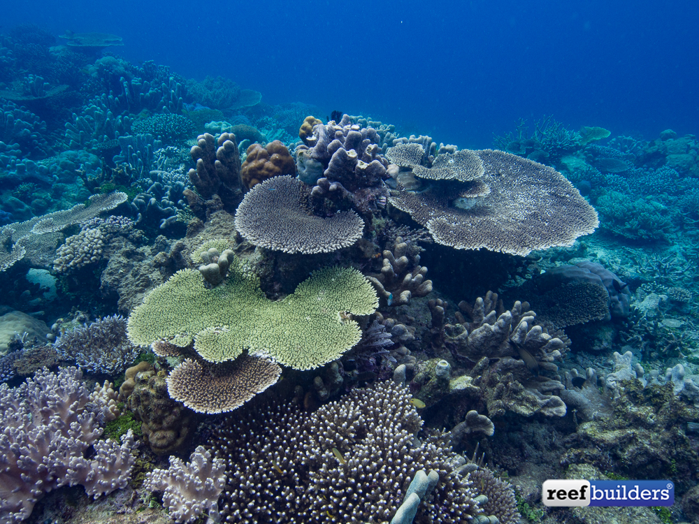 Jungles of stony coral on the shallow reefs of Raja Ampat (video ...