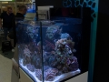 Red Sea Max Nano is the company’s smallest reef tank yet | Reef ...