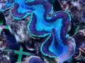 Red Sea Maxima Clams are back in the aquarium hobby | Reef Builders ...