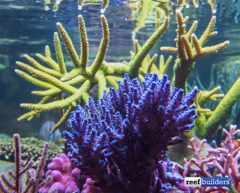 The supernatural reef tank of Seabox Aquarium | Reef Builders | The ...