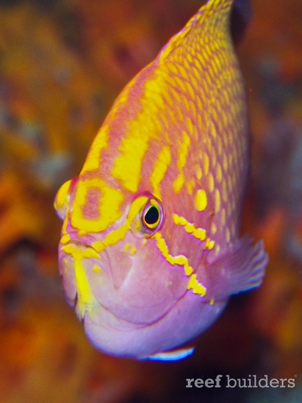 Big Bertha, the Queen of the Sunburst Anthias - Reef Builders | The ...