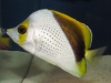 Rare marine fish aplenty at House of Fins SPLASH 2012 | Reef Builders ...