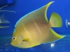 Rare marine fish aplenty at House of Fins SPLASH 2012 | Reef Builders ...