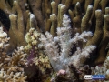 Stereonephthya, portrait of an uncommon soft coral | Reef Builders ...