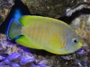 Tigerpyge trio are holding colors in aquarium life | Reef Builders ...
