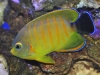 Tigerpyge trio are holding colors in aquarium life | Reef Builders ...