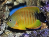 Tigerpyge trio are holding colors in aquarium life | Reef Builders ...