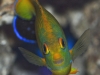 Tigerpyge trio are holding colors in aquarium life | Reef Builders ...
