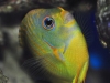 Tigerpyge trio are holding colors in aquarium life | Reef Builders ...