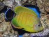 Tigerpyge trio are holding colors in aquarium life | Reef Builders ...