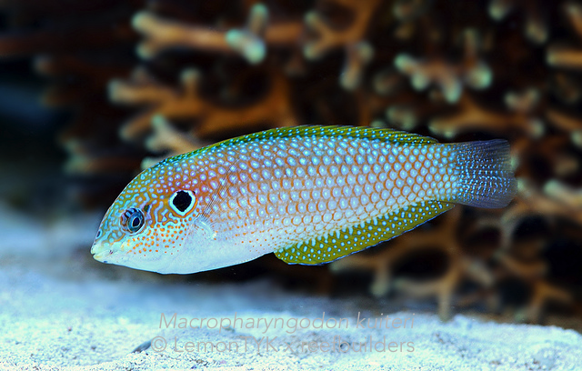 The Triton Reef: A full portfolio of this illustrious set up | Reef ...