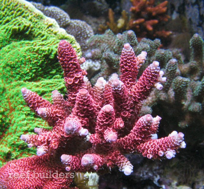 SoCal Coral Candies part two: Vivid has some neon chalice and SPS ...