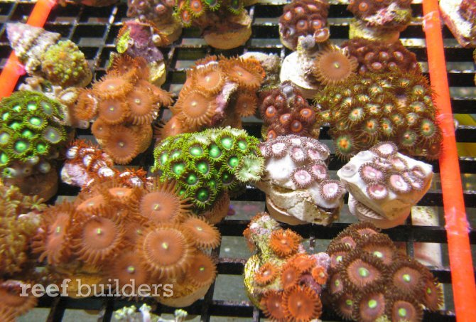 SoCal Coral Candies part two: Vivid has some neon chalice and SPS ...