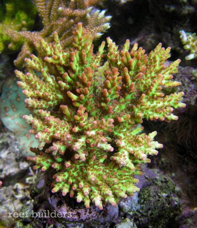 SoCal Coral Candies part two: Vivid has some neon chalice and SPS ...