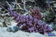 We tracked down the Purple Monster Acro to its original source | Reef ...