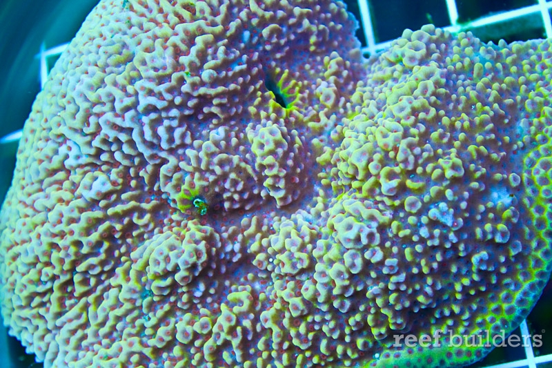 UCA’s Wildfire Monti is a killer specimen of Montipora caliculata ...