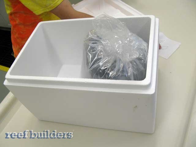 LiveAquaria’s saltwater fish boxing process | Reef Builders | The Reef ...