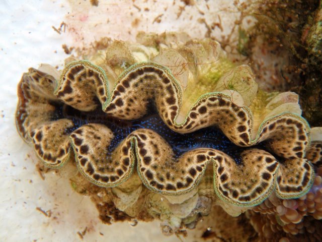 Maxea clams get the full mantle treatment | Reef Builders | The Reef ...