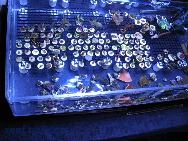 Midwest Frag Fest: The Frags | Reef Builders | The Reef and Saltwater ...