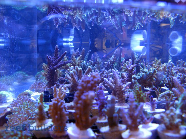 Midwest Frag Fest: The Frags | Reef Builders | The Reef and Saltwater ...