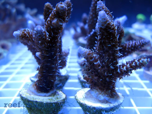 Midwest Frag Fest: The Frags | Reef Builders | The Reef and Saltwater ...