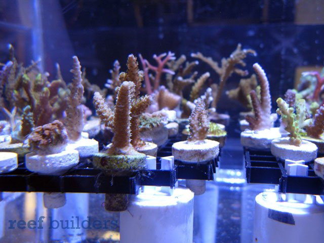 Midwest Frag Fest: The Frags | Reef Builders | The Reef and Saltwater ...