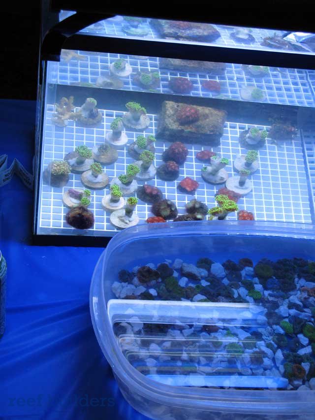 Midwest Frag Fest: The Frags | Reef Builders | The Reef and Saltwater ...