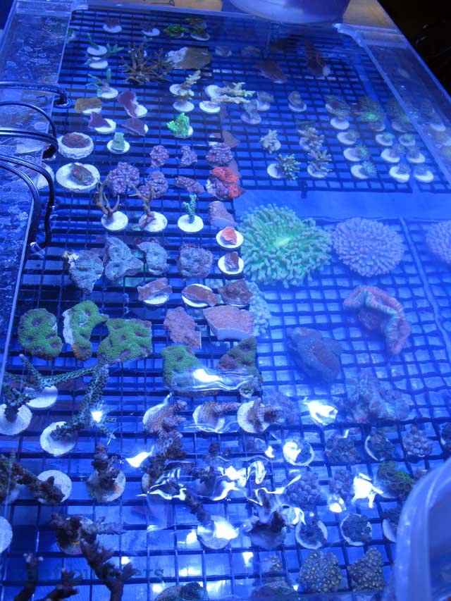 Midwest Frag Fest: The Frags | Reef Builders | The Reef and Saltwater ...