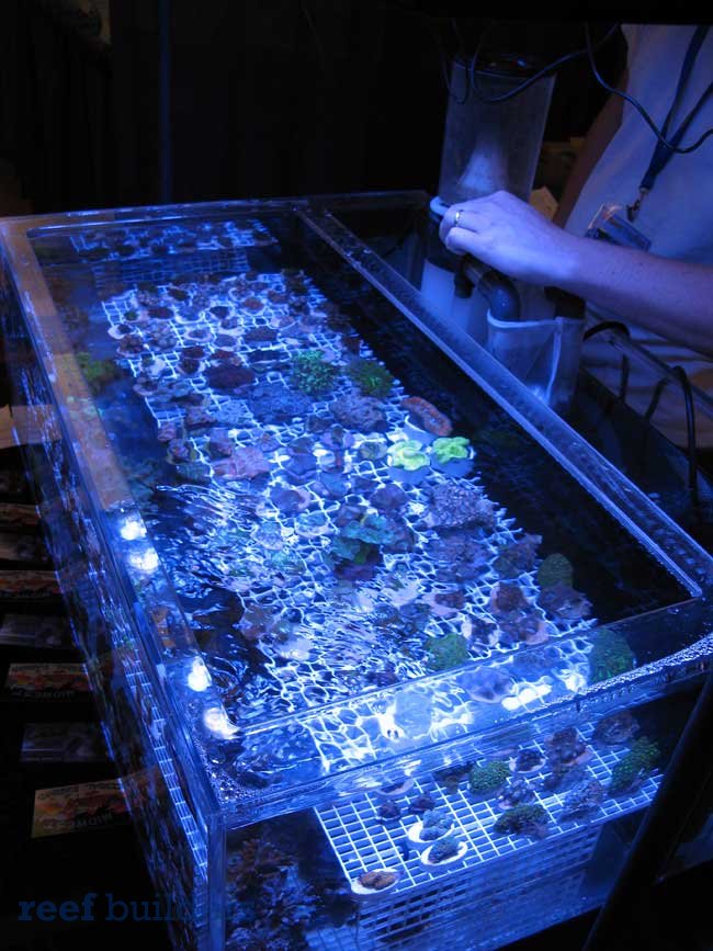 Midwest Frag Fest: The Frags | Reef Builders | The Reef and Saltwater ...