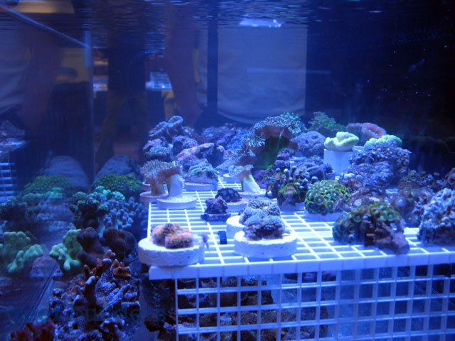 Midwest Frag Fest: The Frags | Reef Builders | The Reef and Saltwater ...